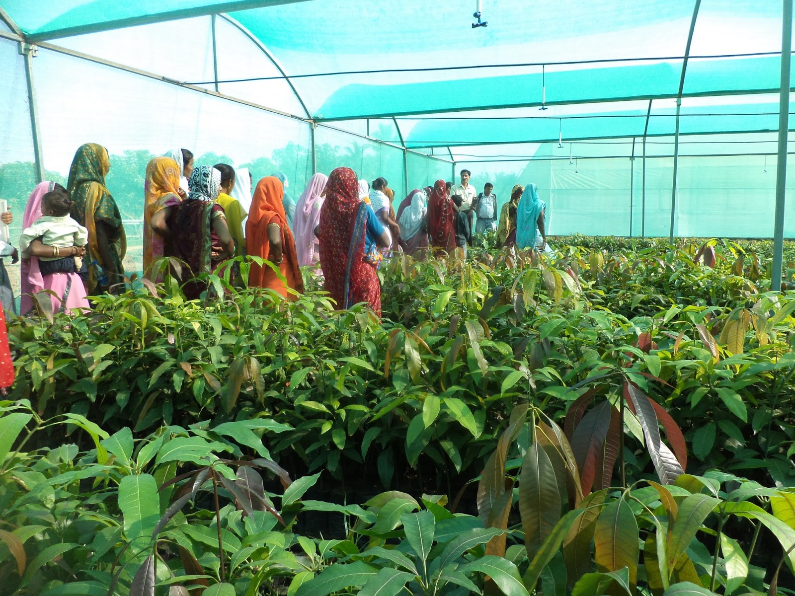 Jeevika: Empowering tribal women farmers through largest agriculture ...